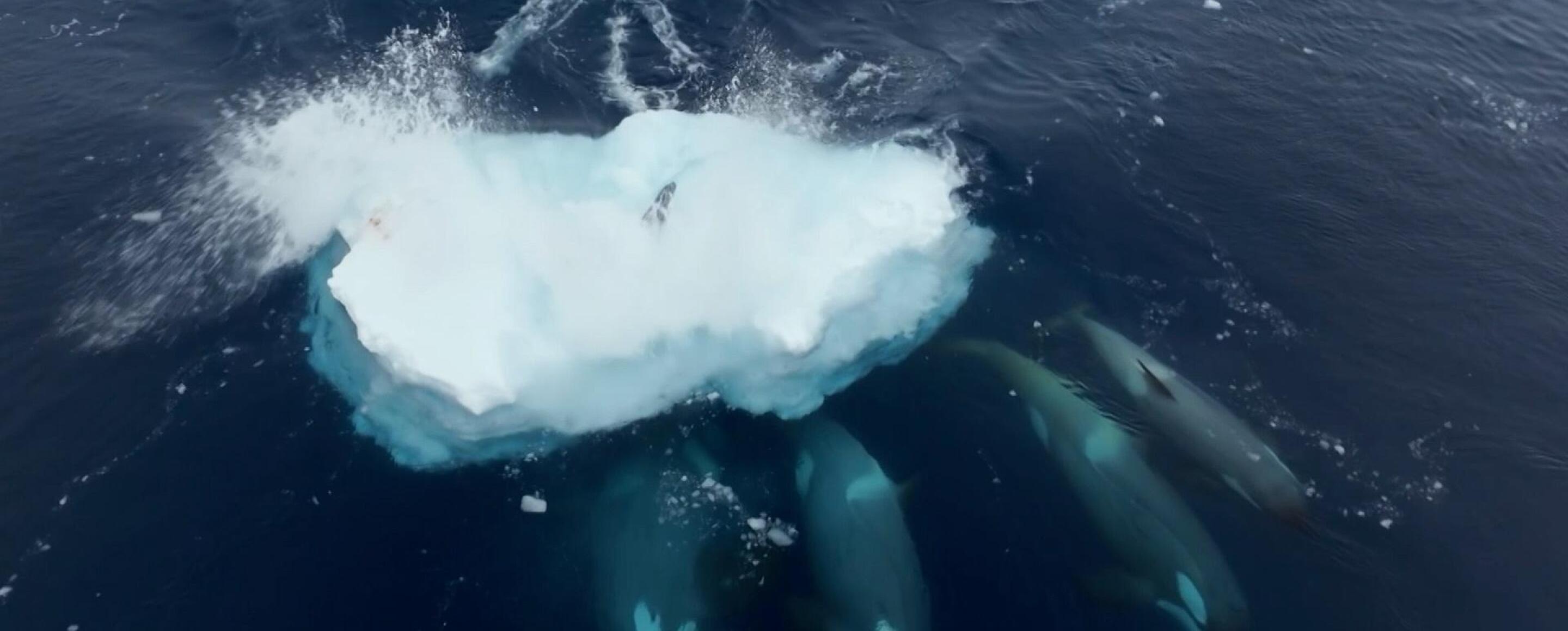 What Is Wave Washing: How Killer Whales Hunt Seals | Connecticut Public