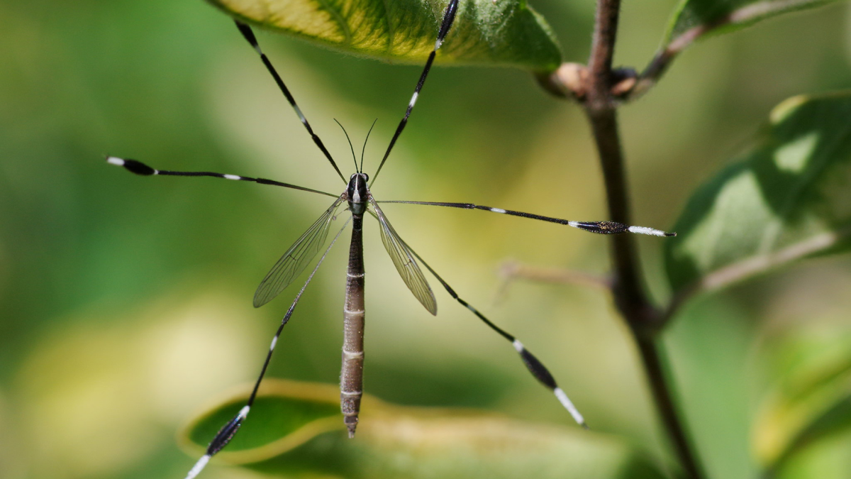 phantom crane fly purpose