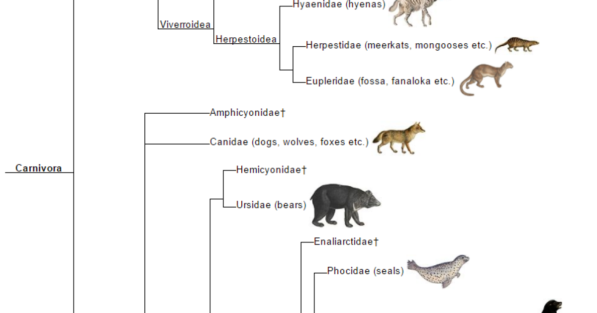 ursidae evolutionary tree