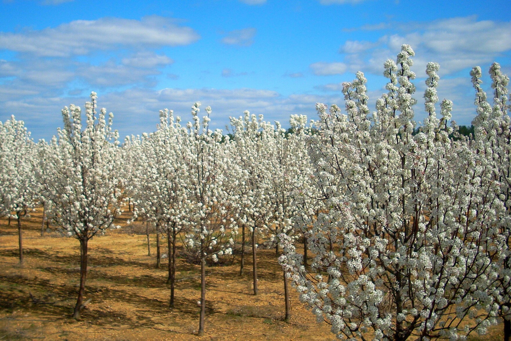 Missouri offers to exchange invasive Bradford pear trees | STLPR