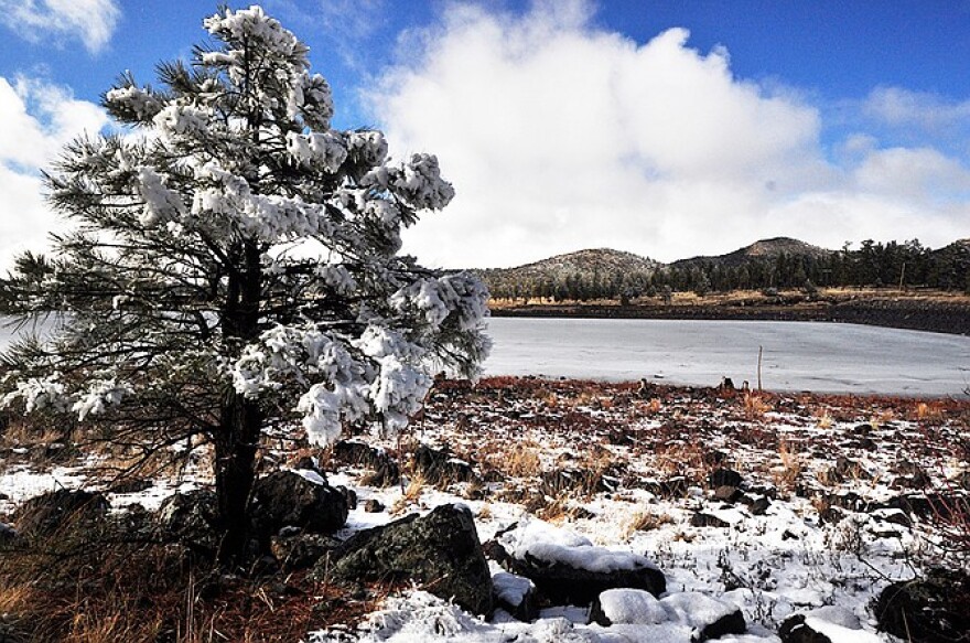 Kaibab National Forest Opens Christmas Tree Permit Season