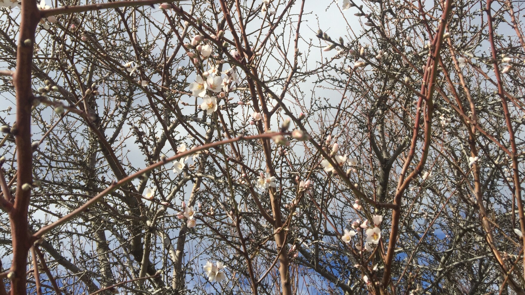 Massive Loss Of Thousands Of Hives Afflicts Orchard Growers And ...