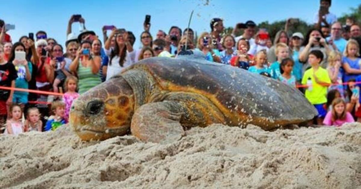 The Great Sea Turtle Race | WFIT