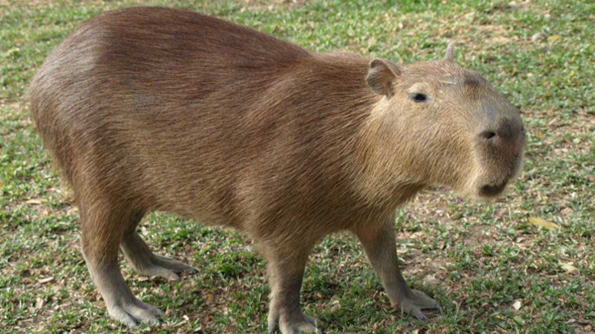 pet capybara florida