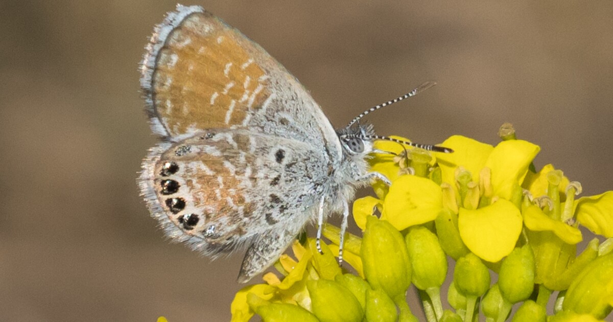 North America's tiniest butterfly spotted in SE Washington | KNKX ...