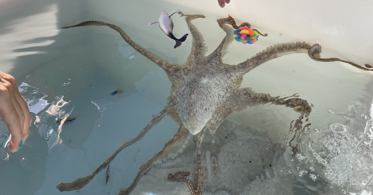 Octopus eco-tours and conservation are the focus of this Big Island ...