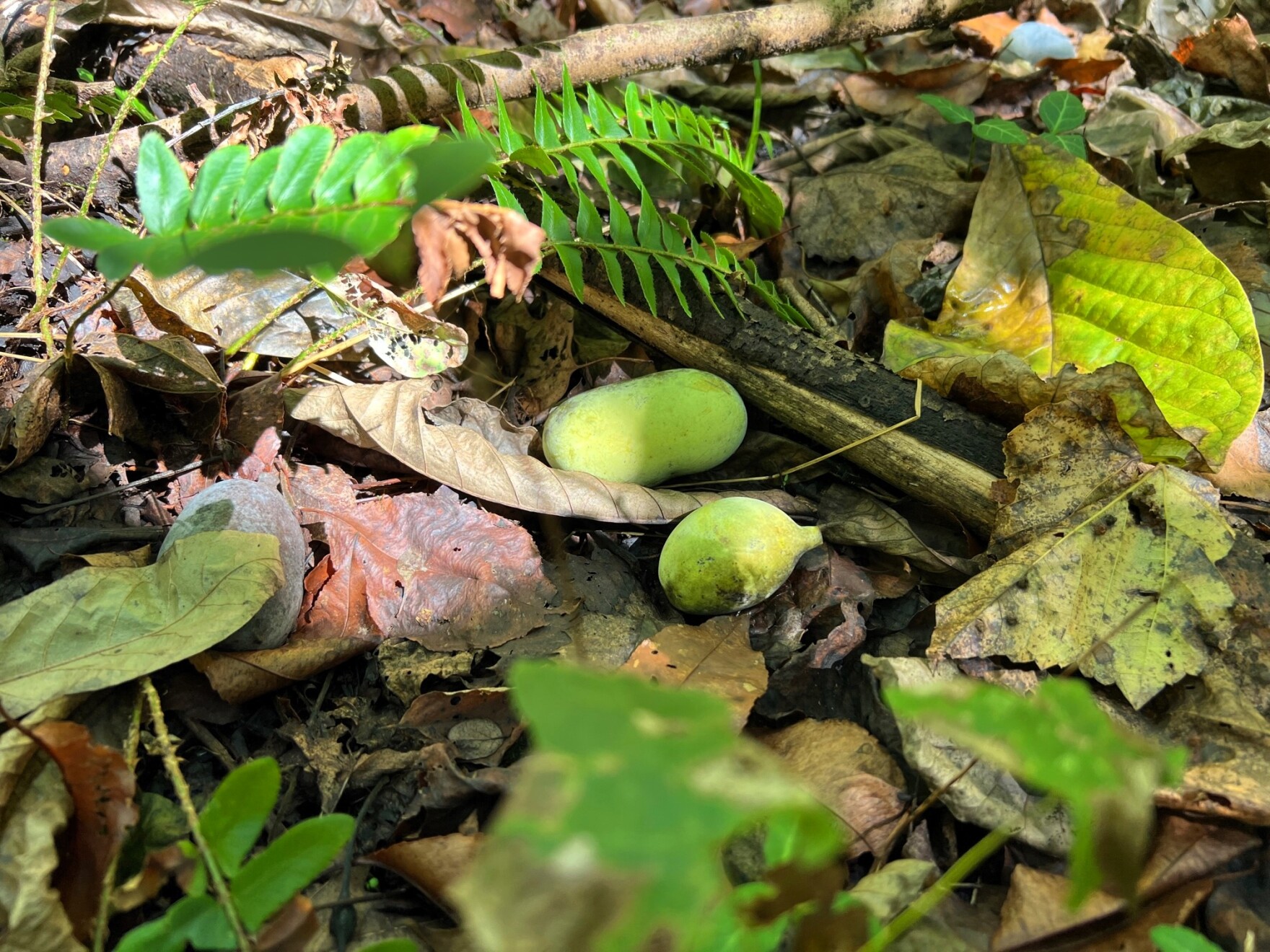 It’s pawpaw season. Here’s how to find and cook Ohio’s largest native ...