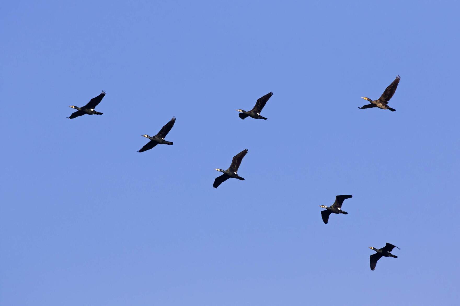 Billions of birds are migrating now. Turn out the lights to make their ...
