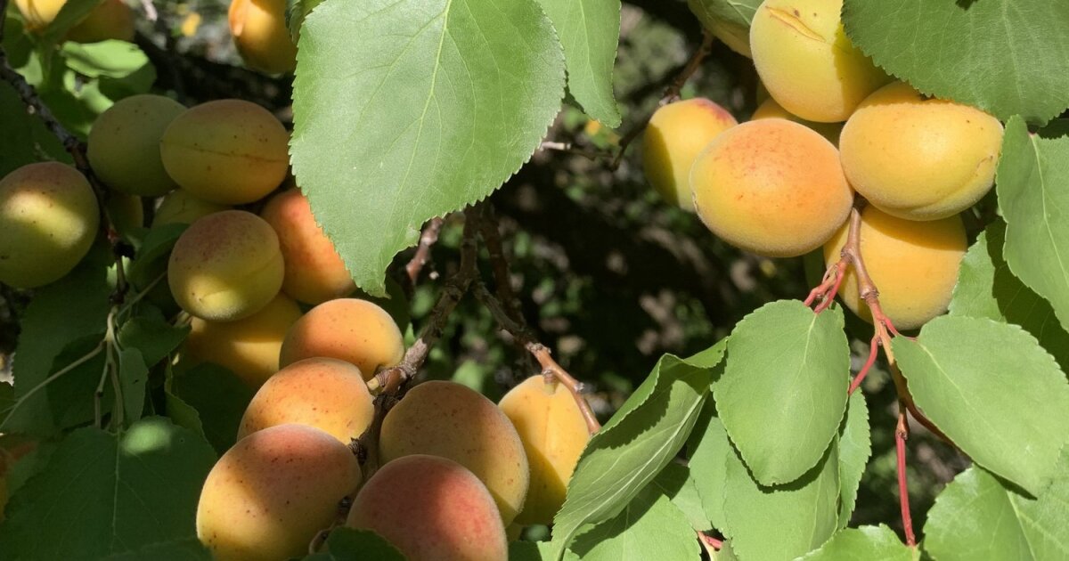 Preserving the fruit of Colorado's harvest season | KSUT Public Radio