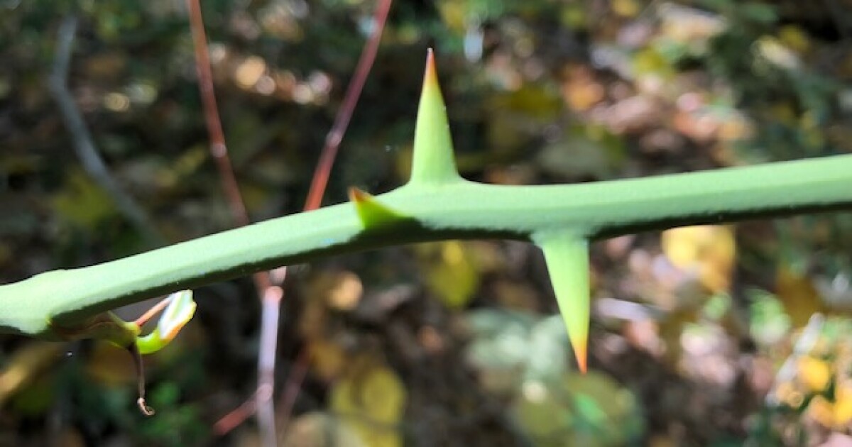 stem thorns help in