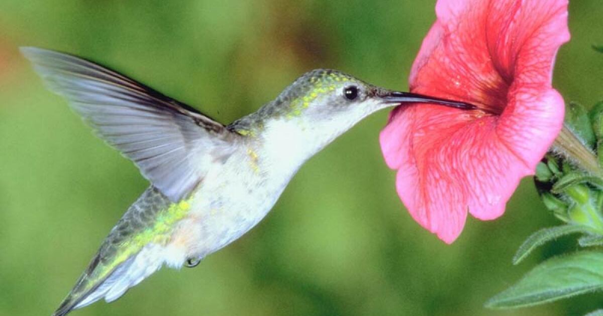 mutualism plants examples