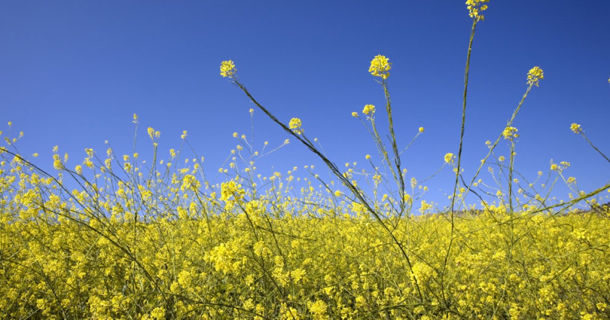 'Extreme' pollen counts, climate change fuel Pa. allergy misery