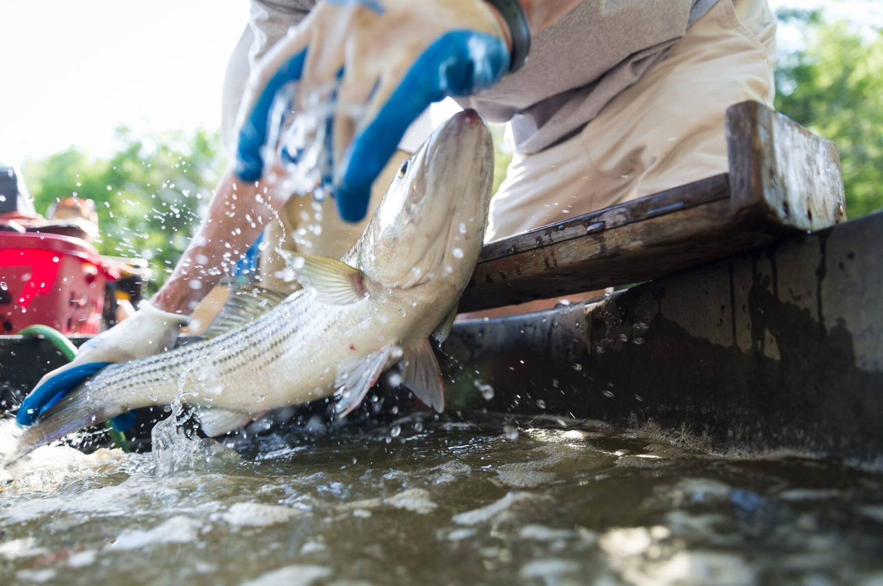 One-month striped bass season opens in April for parts of the Tar ...