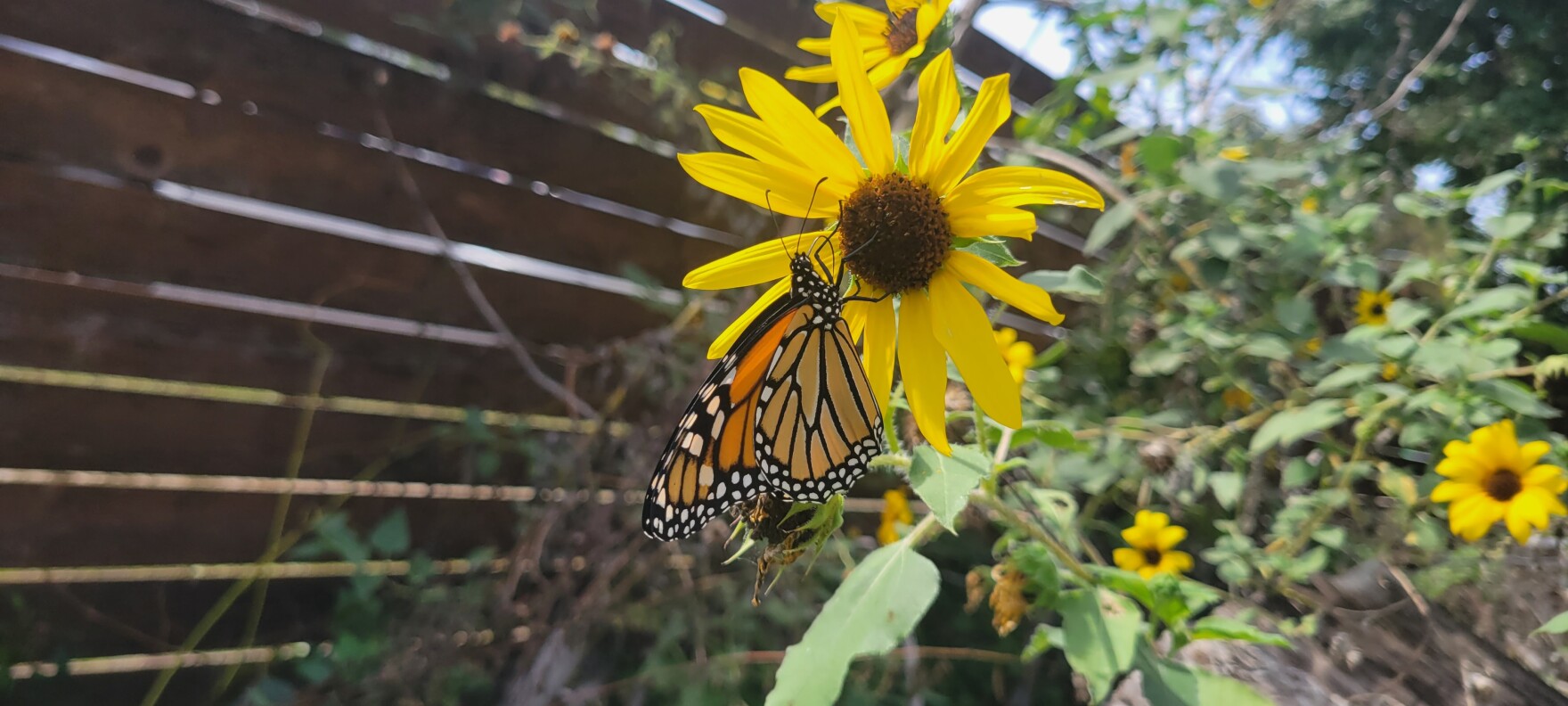 Not seeing any monarchs this spring? Researchers want you to let them ...