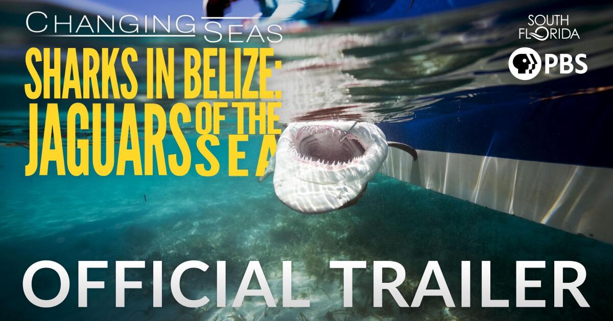 Sharks in Belize| Changing Seas | Preview | Connecticut Public