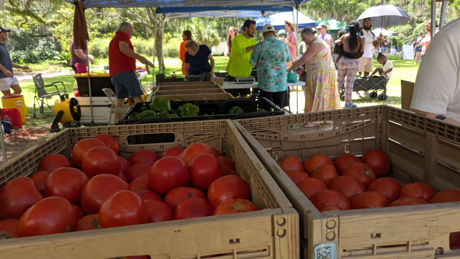 It's a great year for tomatoes AND for the yearly Tomato FEASTival ...