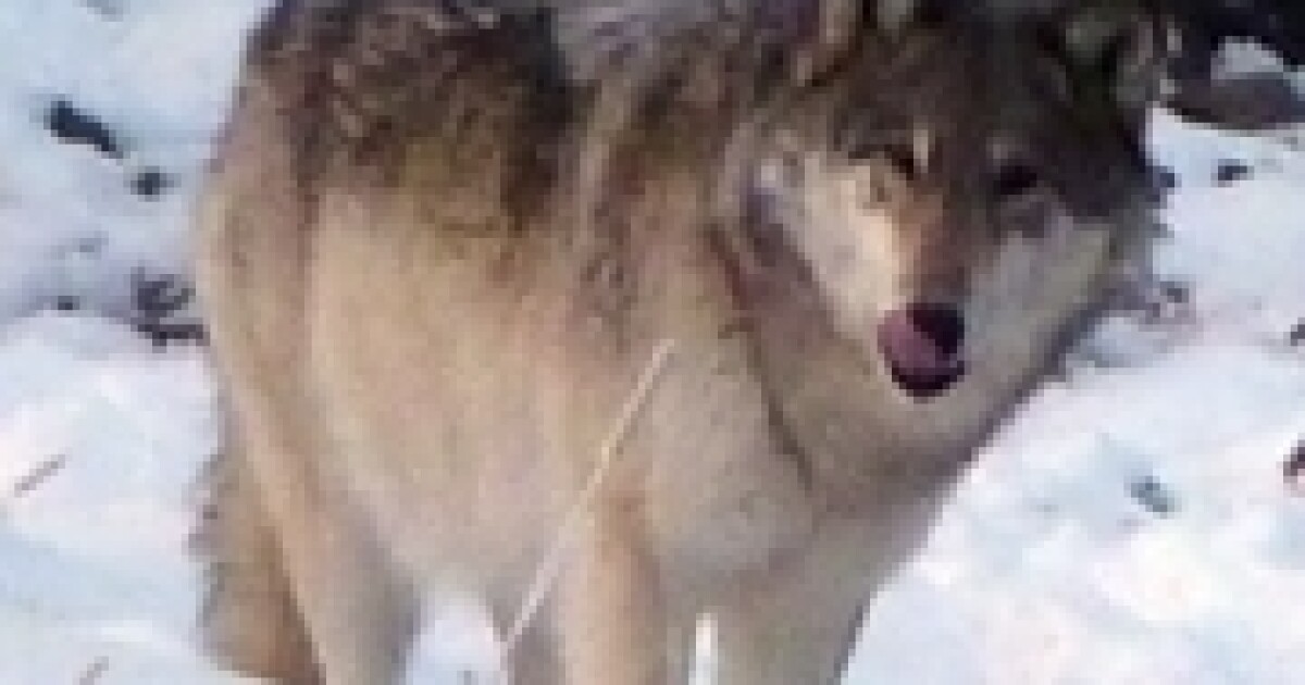 Scientists Mourn Popular Wolf Shot By A Hunter | Connecticut Public