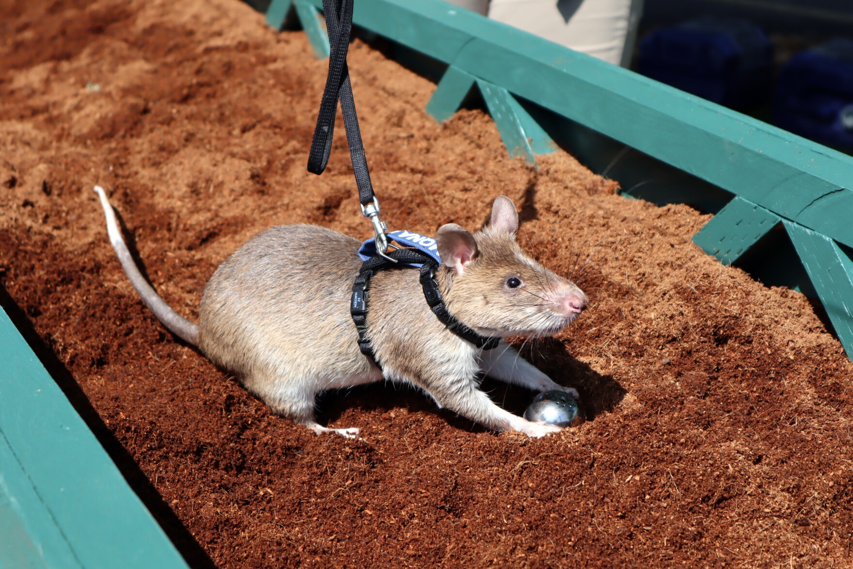 Hero Rats Go On Display At Tacoma Zoo Their Relatives Are Still hero-rats-go-on-display-at-tacoma-zoo-their-relatives-are-still