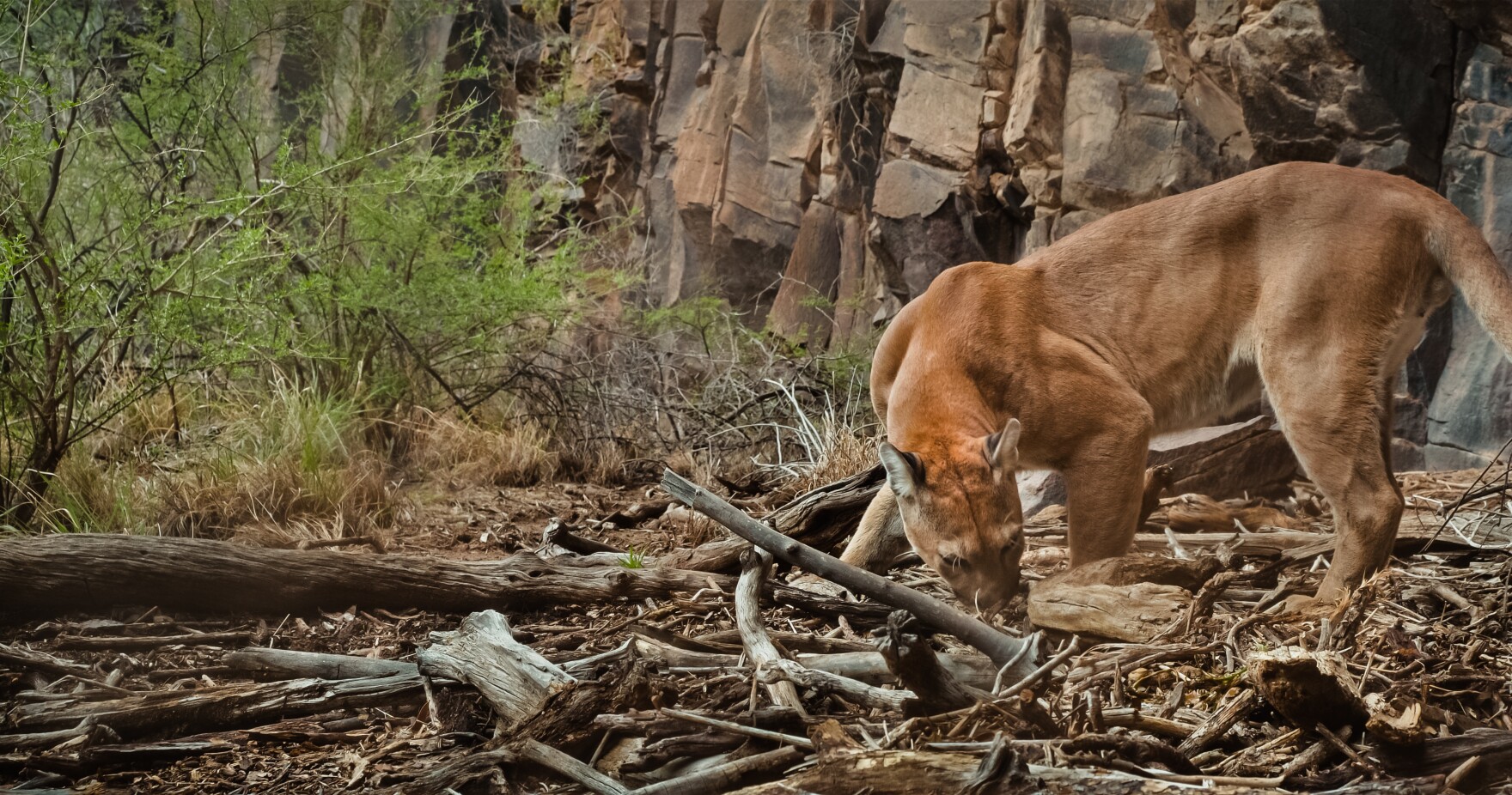 Texas wildlife officials propose stricter rules on mountain lion ...