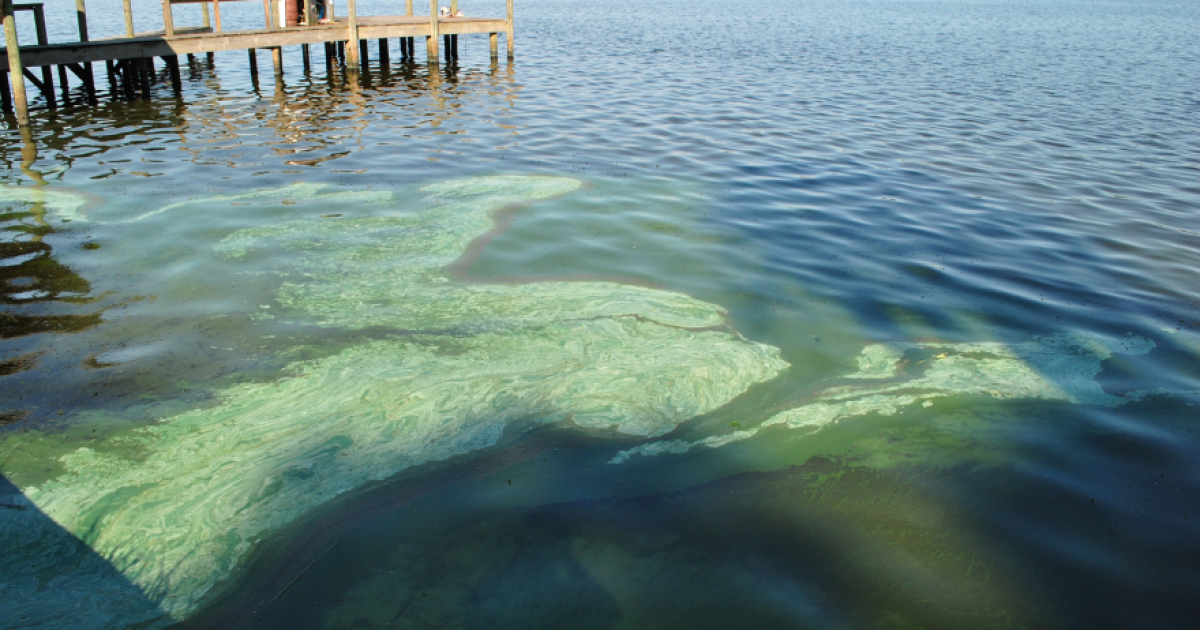 red algae bloom smell