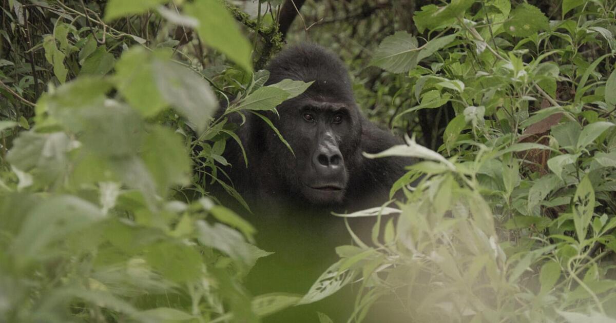 Meet the Silverback, the Leader of the Troop | Ideastream Public Media