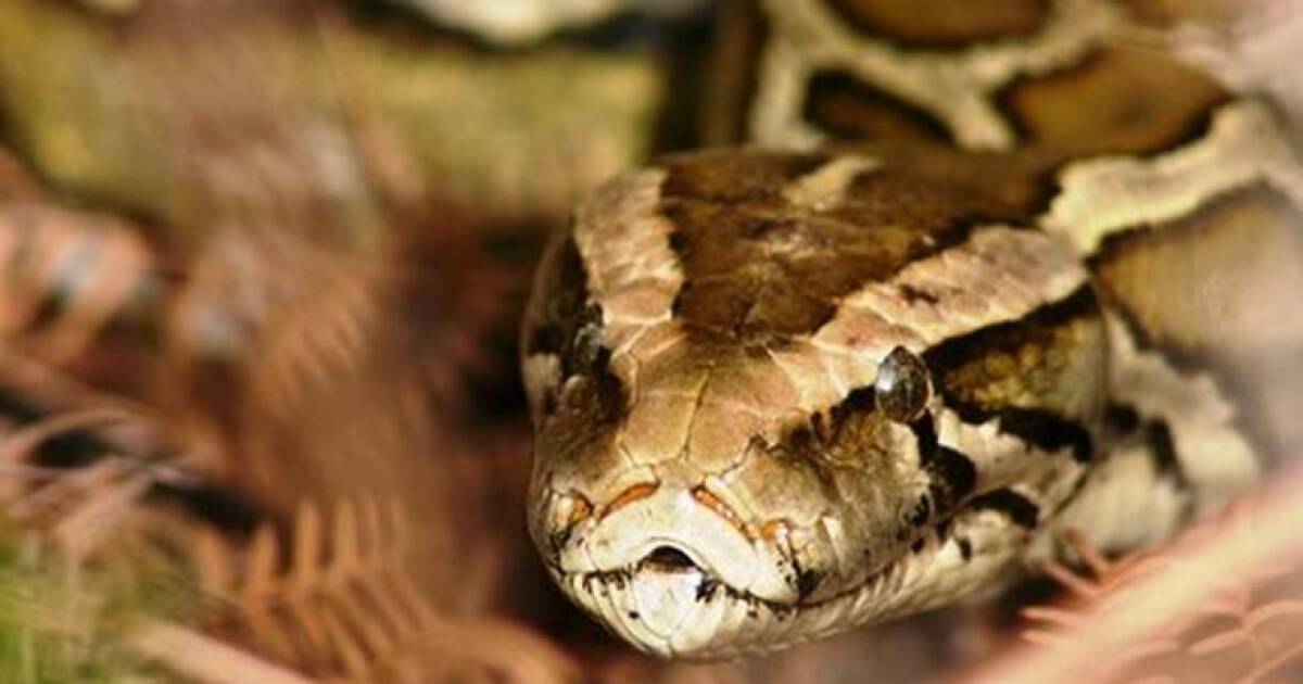 Pythons are eating the Everglades. Could eating them instead help fight ...