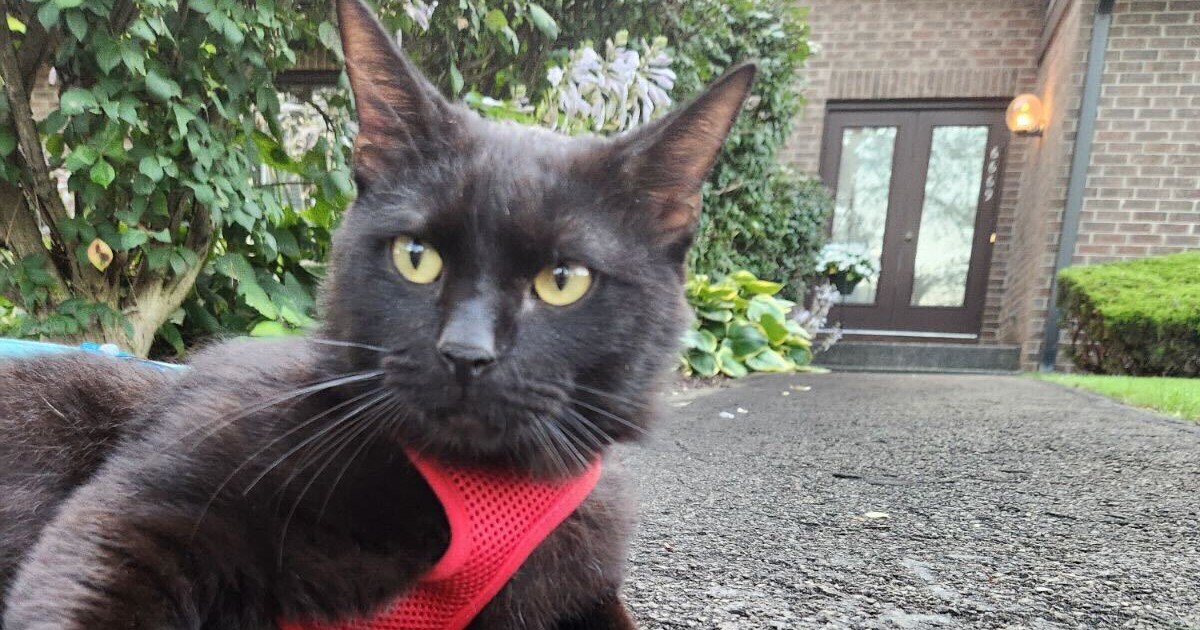 Area shelters struggle to keep up with stray cat overpopulation | WBOI ...