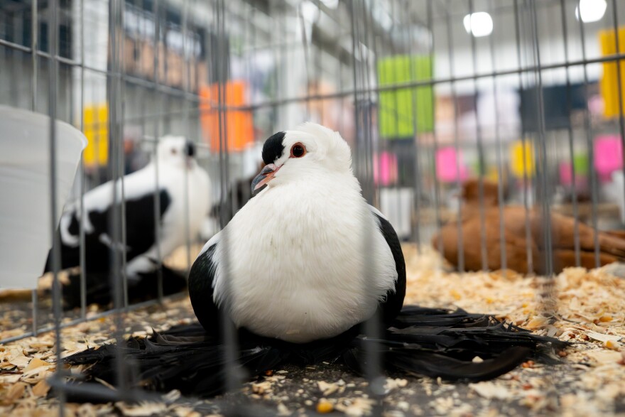 fancy pigeon