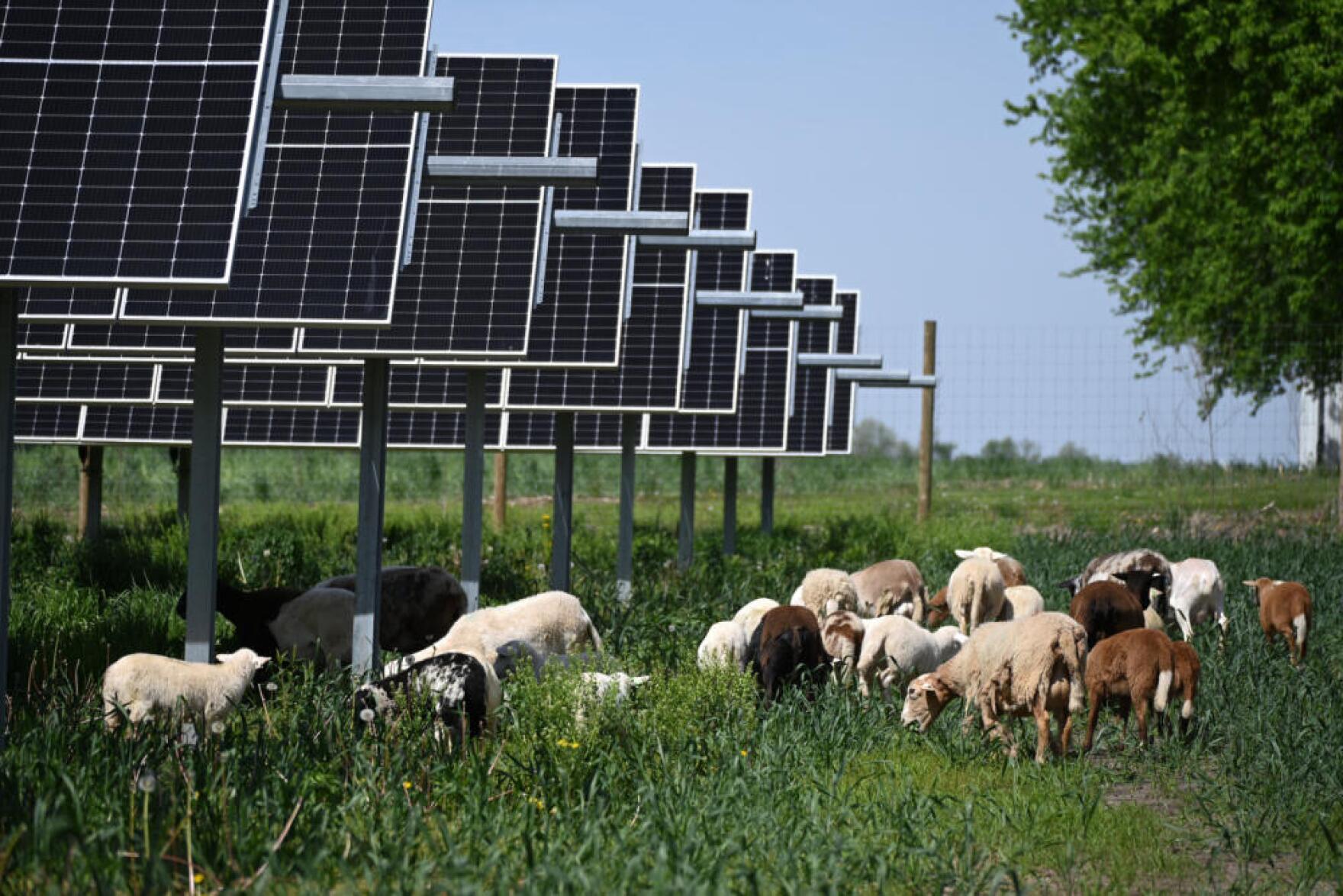 More farmers are turning to solar power. Some are keeping the land in ...