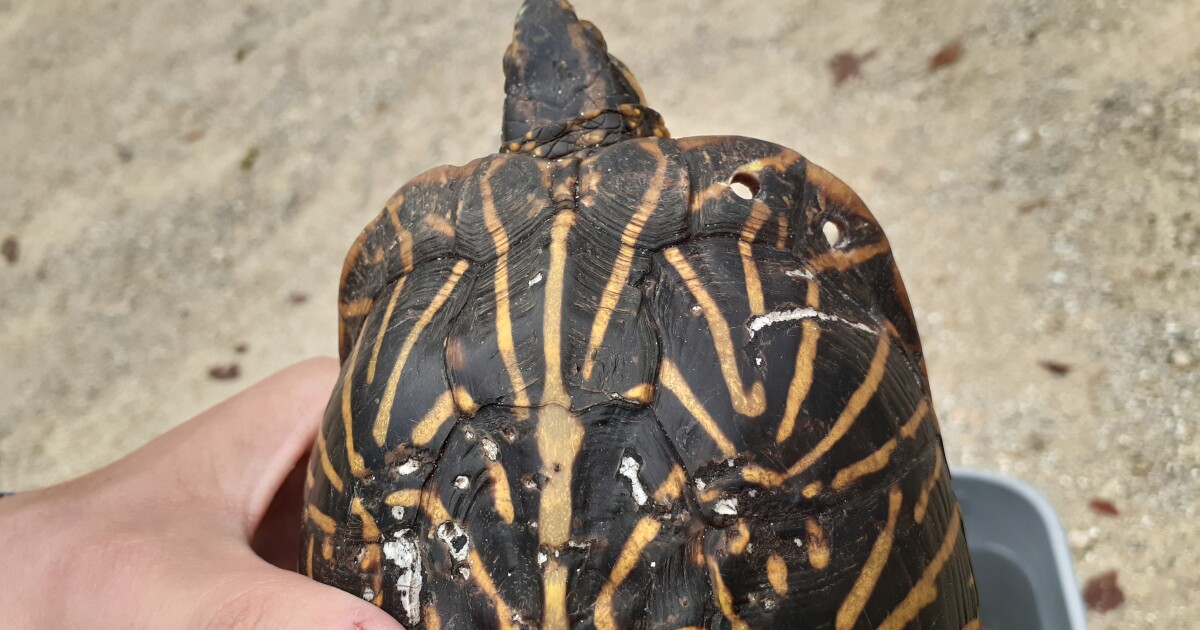 Monitoring Poached Turtles Returned to the Wild | WGCU PBS & NPR for ...