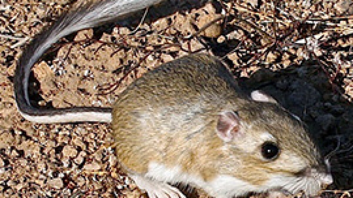 desert rodents