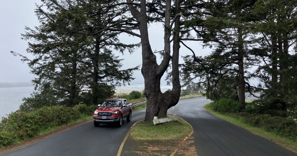 Oregon deciding fate of 150-year-old ‘Yaquina Muscle Tree’ in Newport