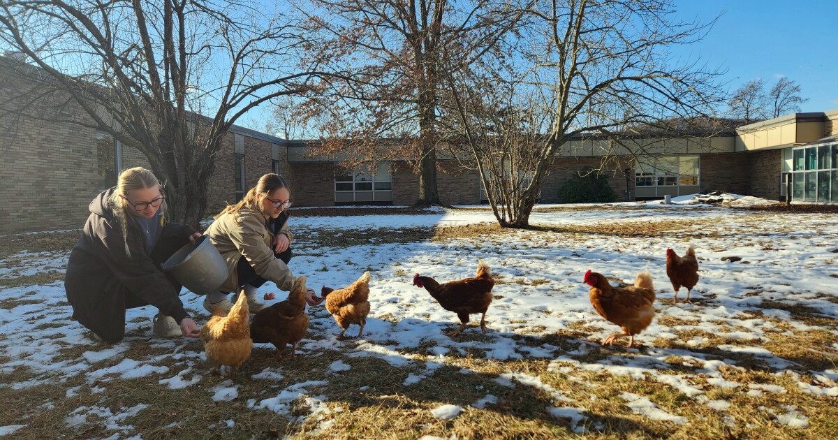 Tunkhannock students raise chickens in school courtyard, learn lessons ...