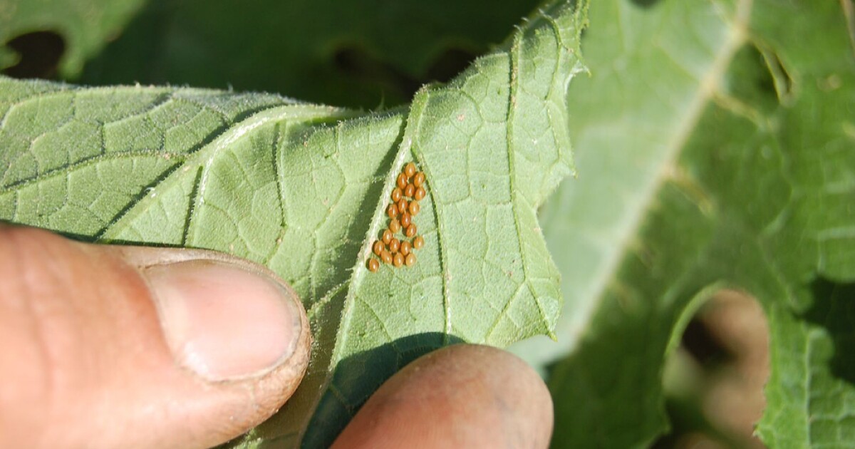 what eats squash bug eggs
