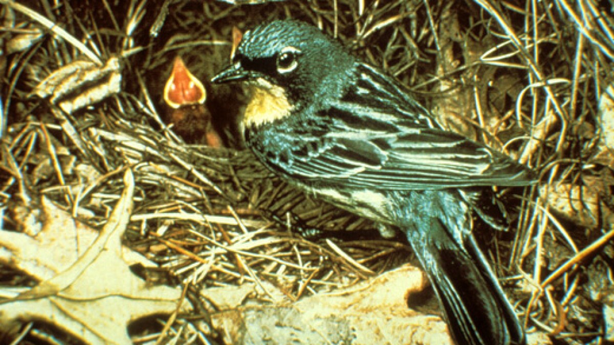 pine warbler nest