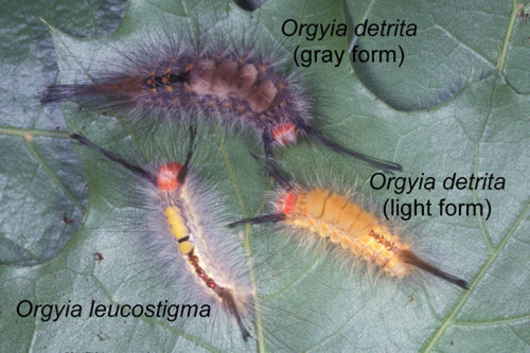 Tussock takeover: These fuzzy caterpillars native to Florida are ...