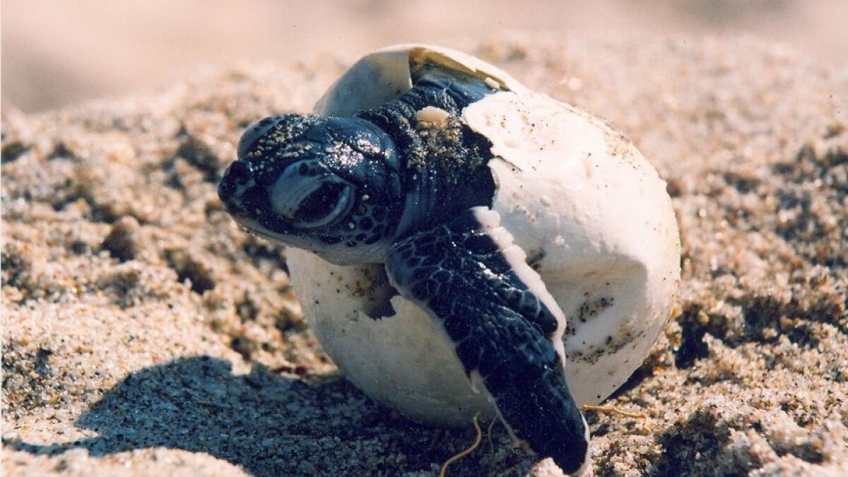 sea turtle eggs hatching time