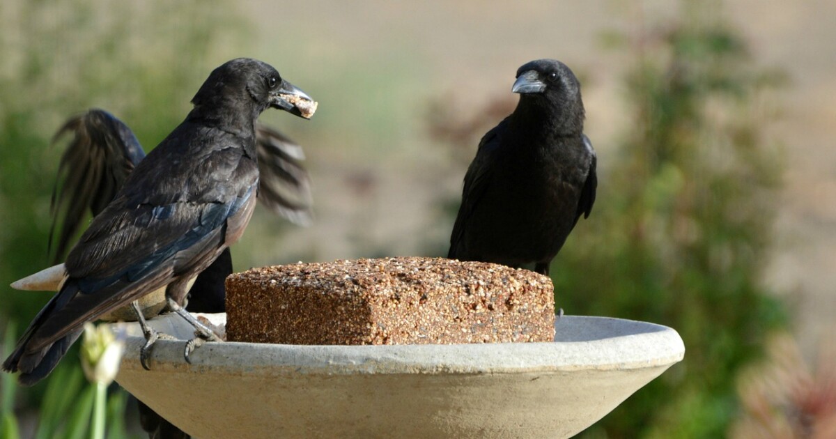 Bird flu warning issued by Texas Parks and Wildlife | KUT Radio, Austin ...