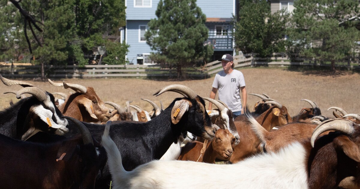 Cities across the Front Range have a secret weapon to prevent wildfires ...