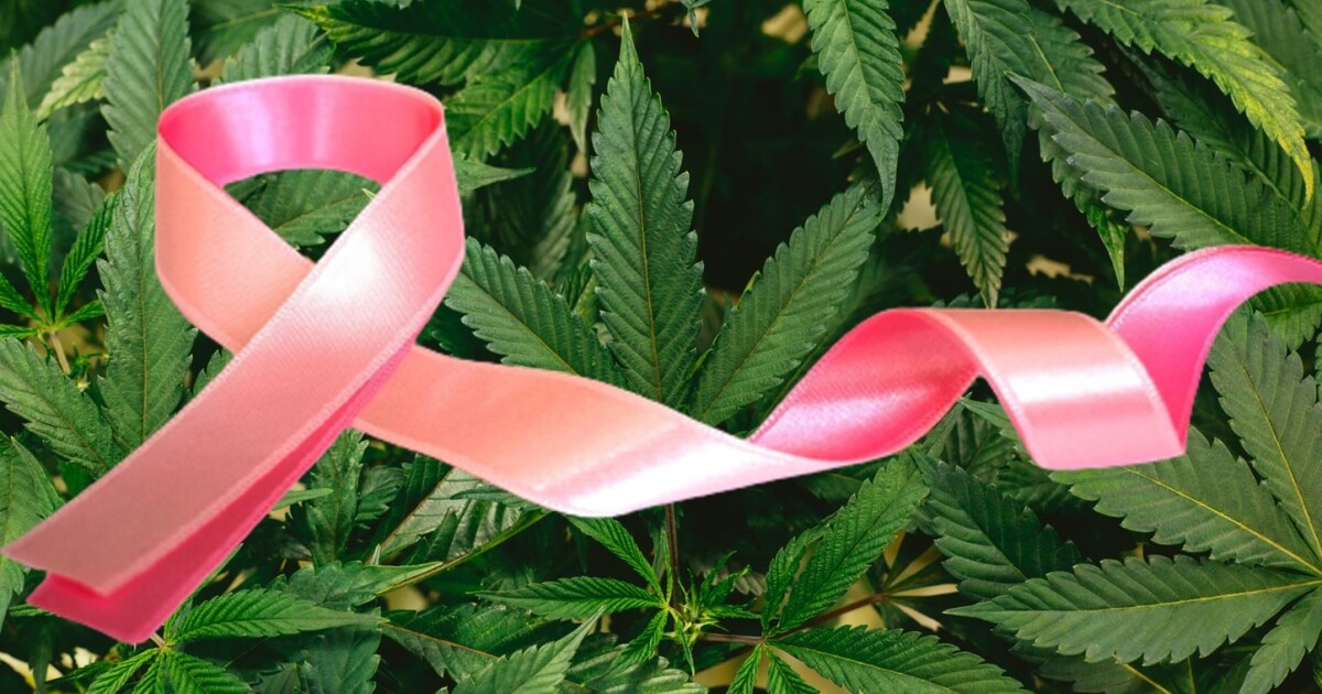 UM, UF research team gets $3.2M grant to study cannabis in breast ...