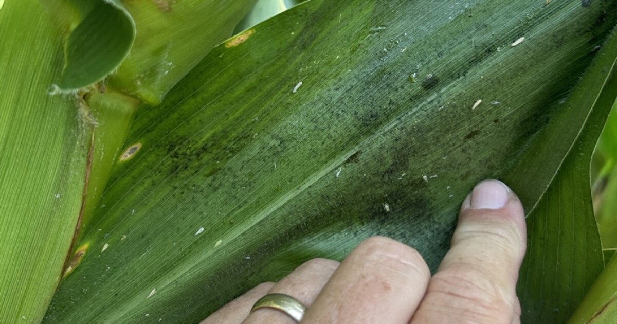 Corn-damaging insects are infecting crops in Missouri and Oklahoma for ...