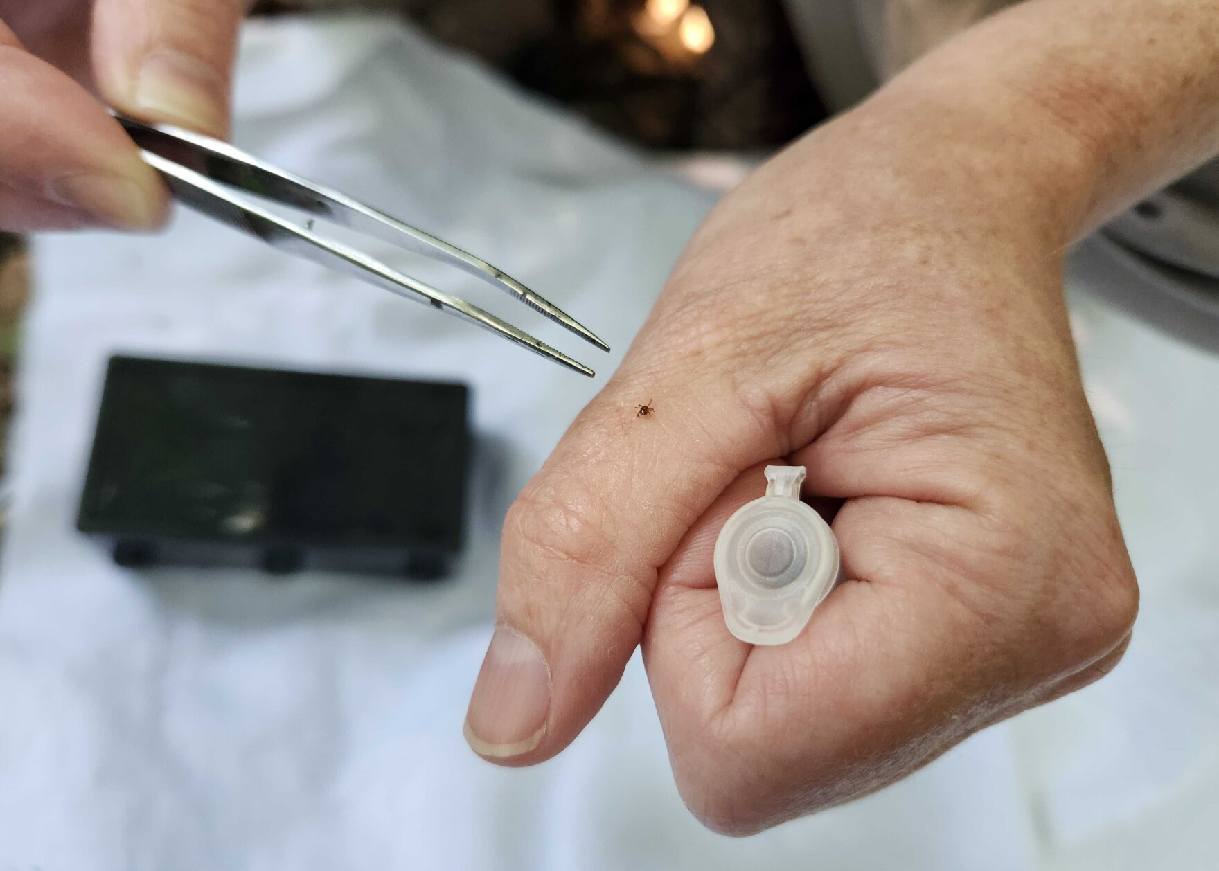 Missouri is a hotbed for tick-related illnesses. Here's how to keep ...