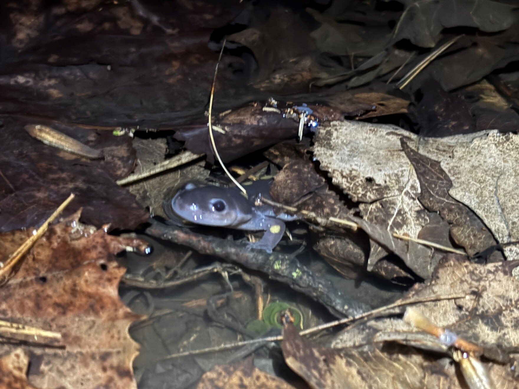 Take a hike on the search for Ohio's state amphibian