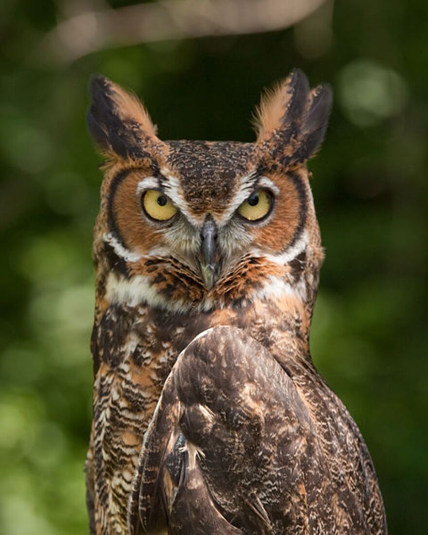 greenclaws owl