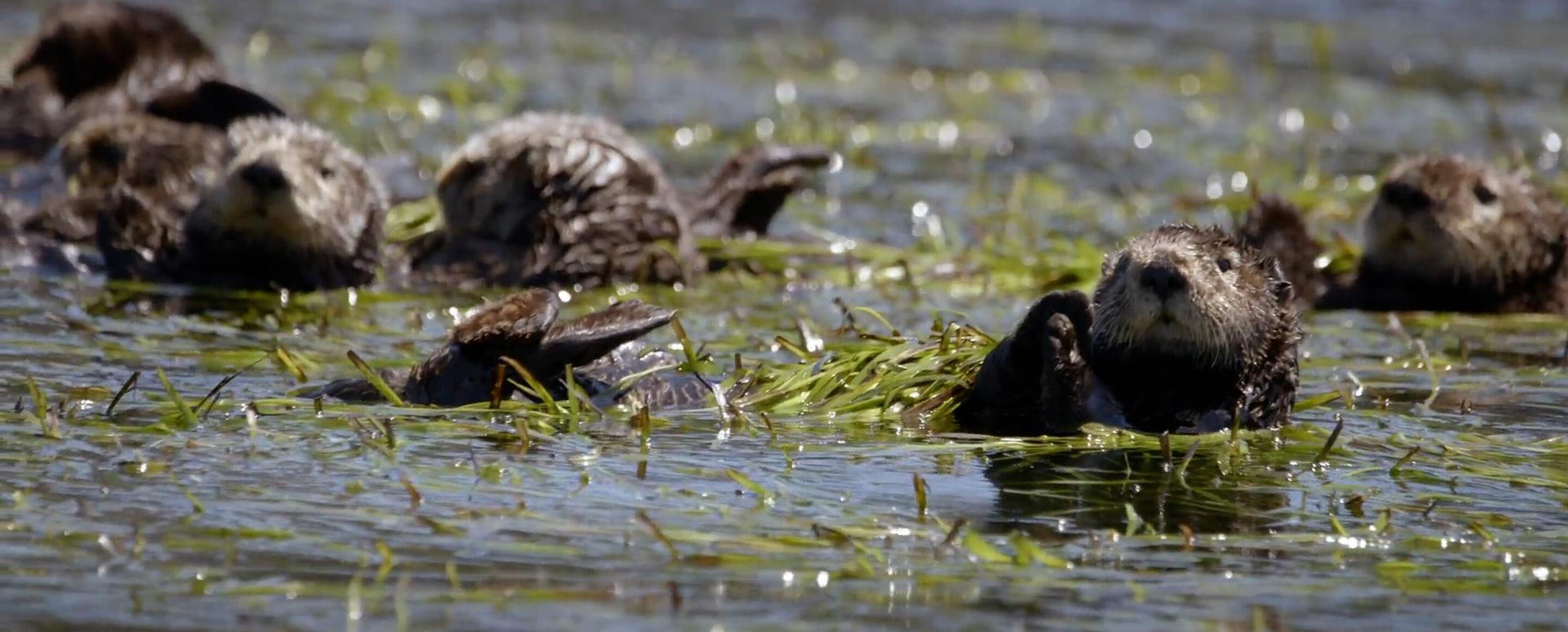 Significant Otters | WILD HOPE | New England Public Media