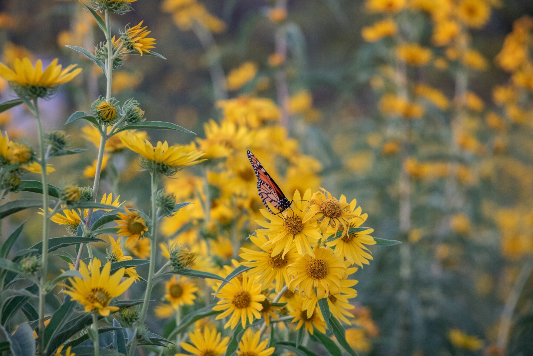 Migrating monarchs return to Oklahoma amid concerns over population ...