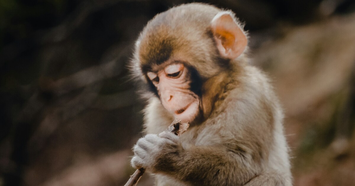 Cinema Classics Feb 27, '25 The Monkey