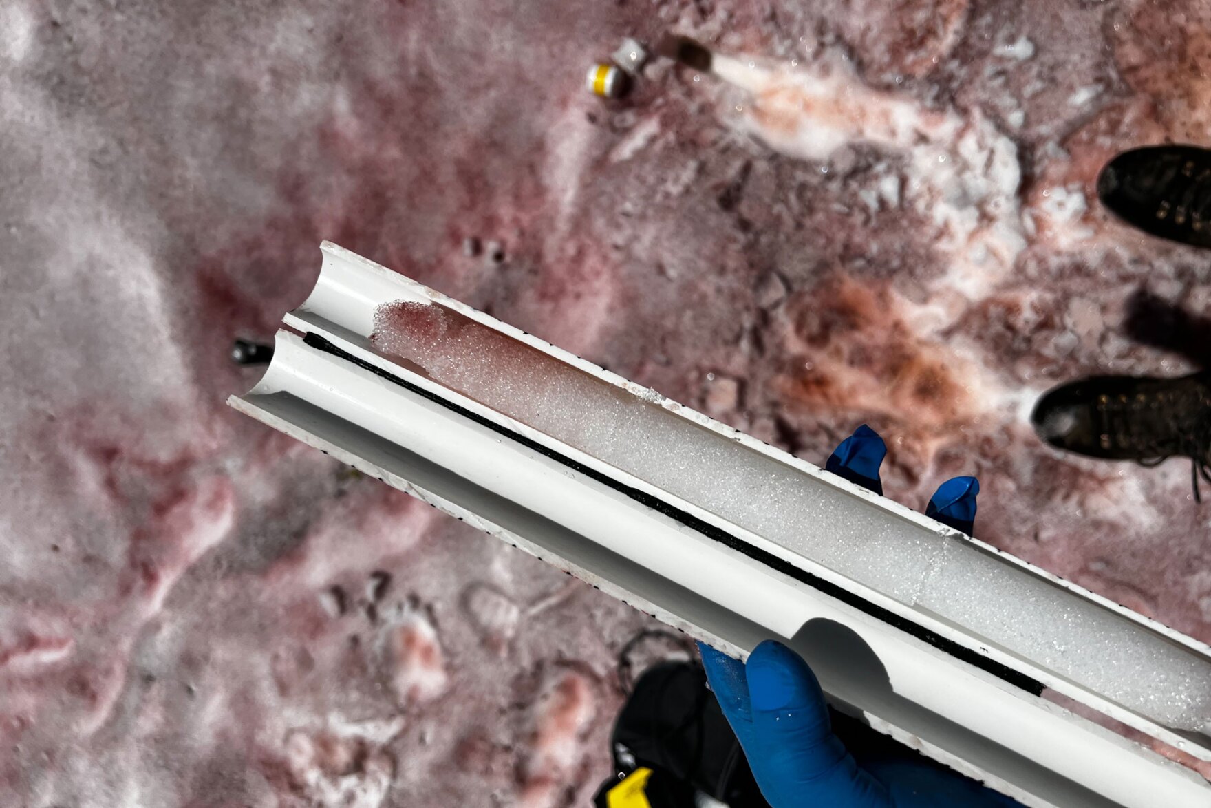 In a state obsessed with snowpack, finding pink snow in Utah is a ...