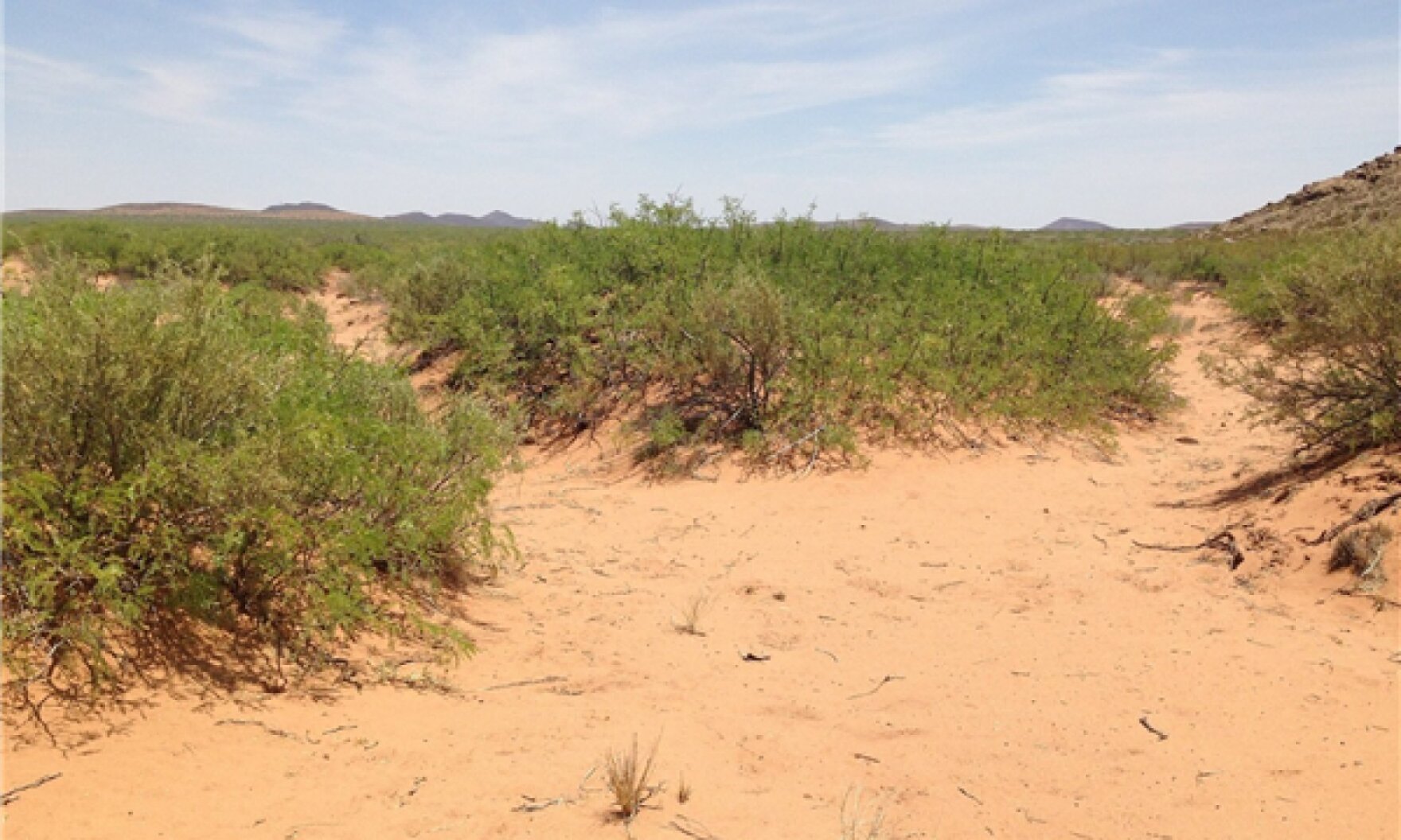 West Texas “Nabkha” Dunes Reveal a Rugged Region’s Fragility | Marfa ...
