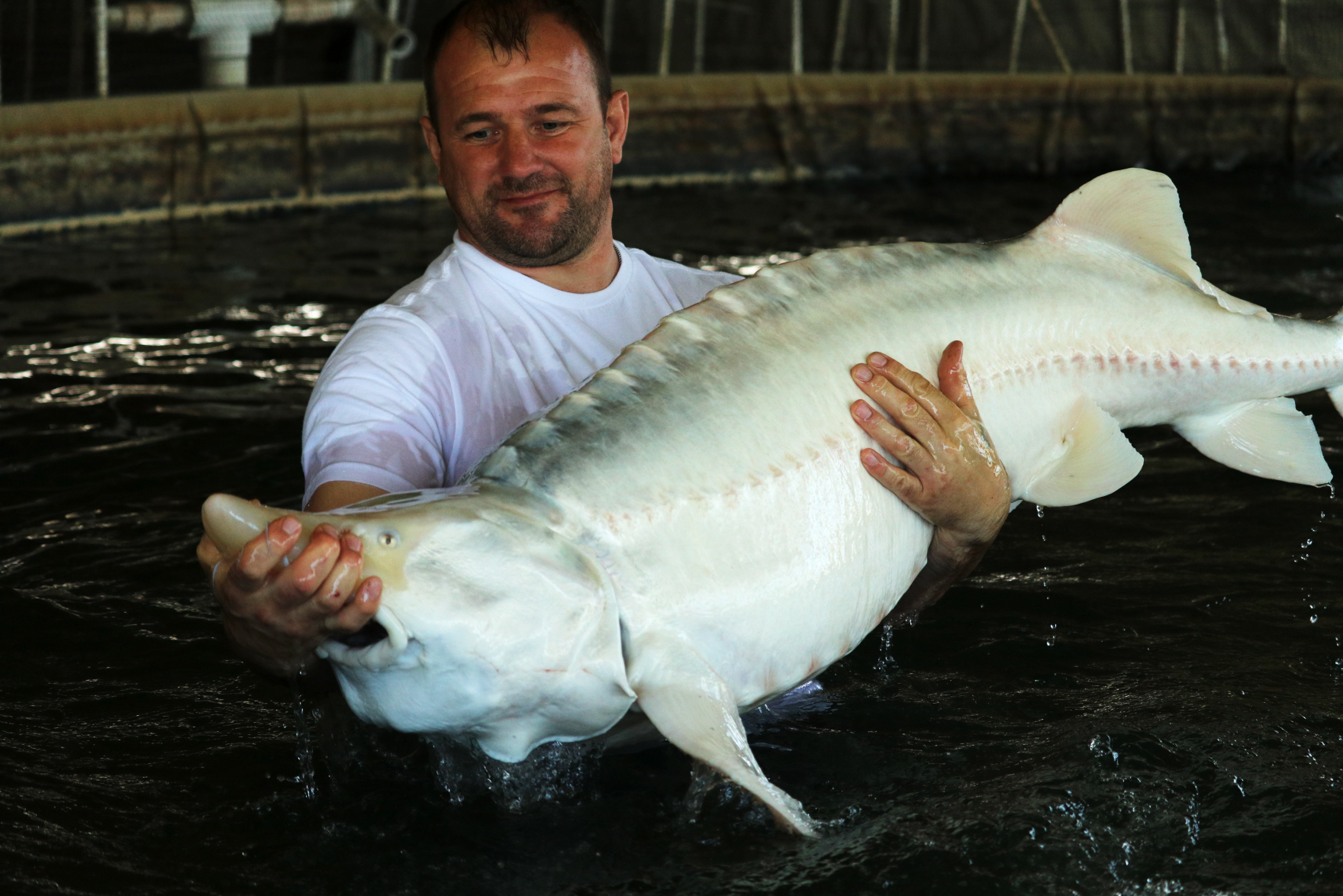 The Point, May 27, 2025: Endangered beluga sturgeon farmed for caviar in FL